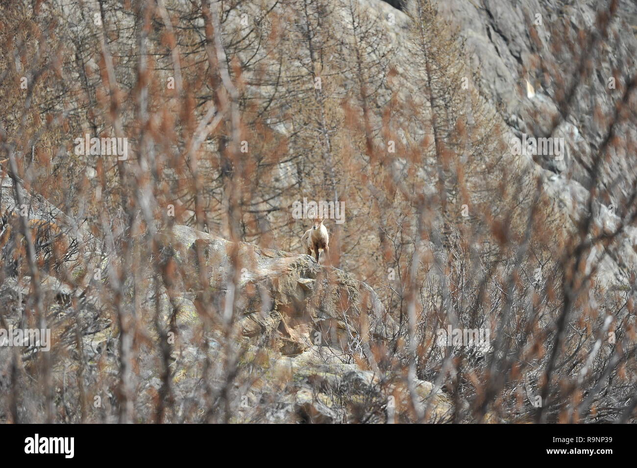 Alpine ibex rock climber Stock Photo - Alamy