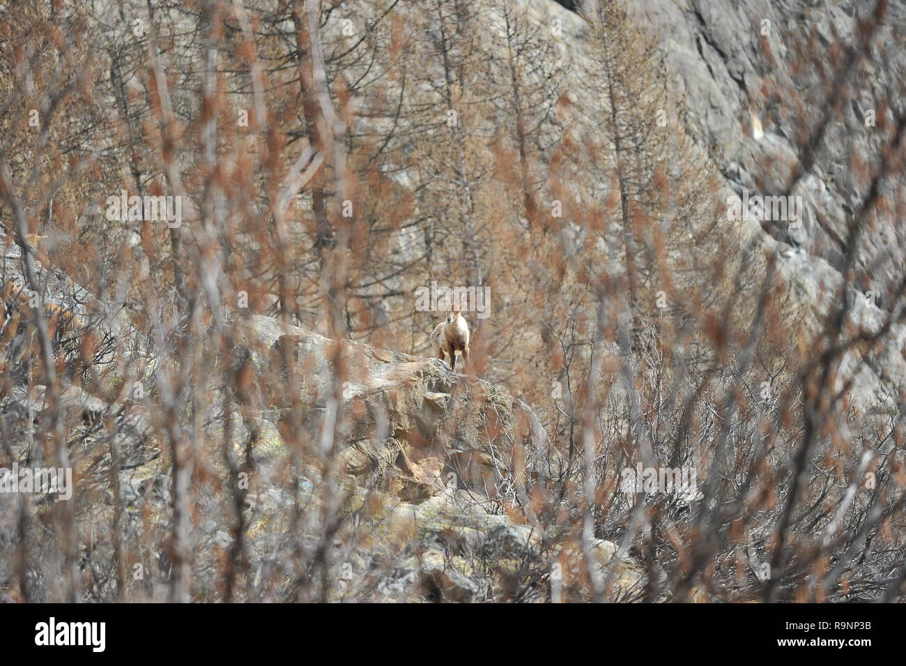 Alpine ibex rock climber Stock Photo - Alamy