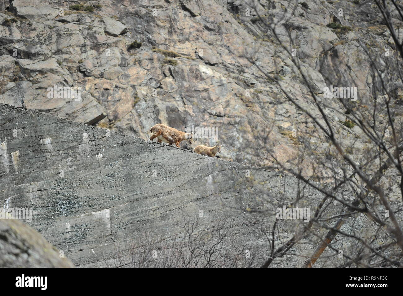 Alpine ibex rock climber Stock Photo - Alamy