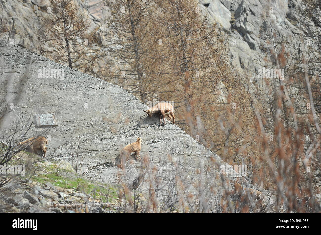 Alpine ibex rock climber Stock Photo - Alamy