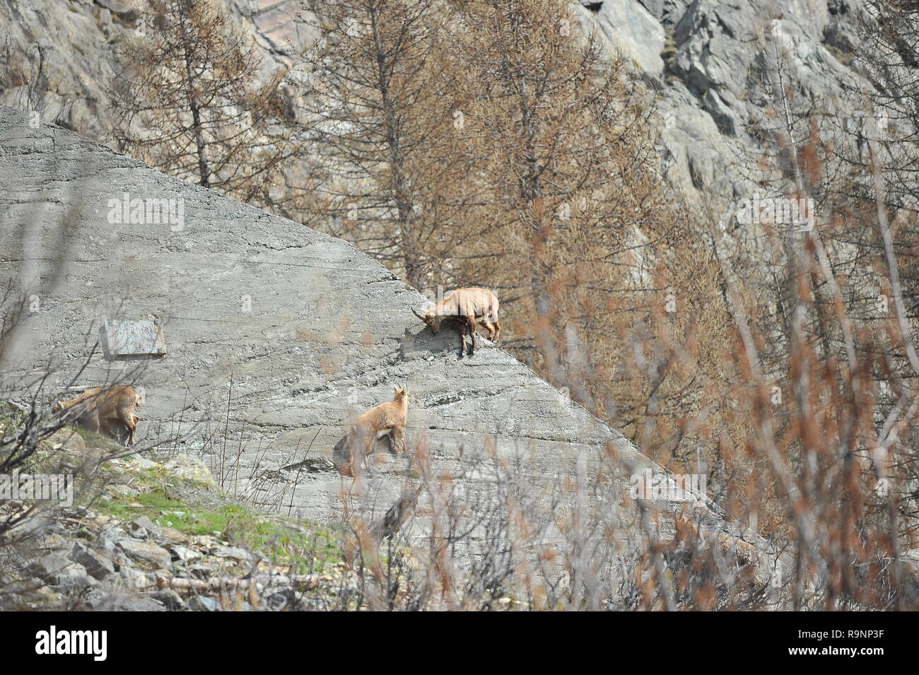 Alpine ibex rock climber Stock Photo - Alamy