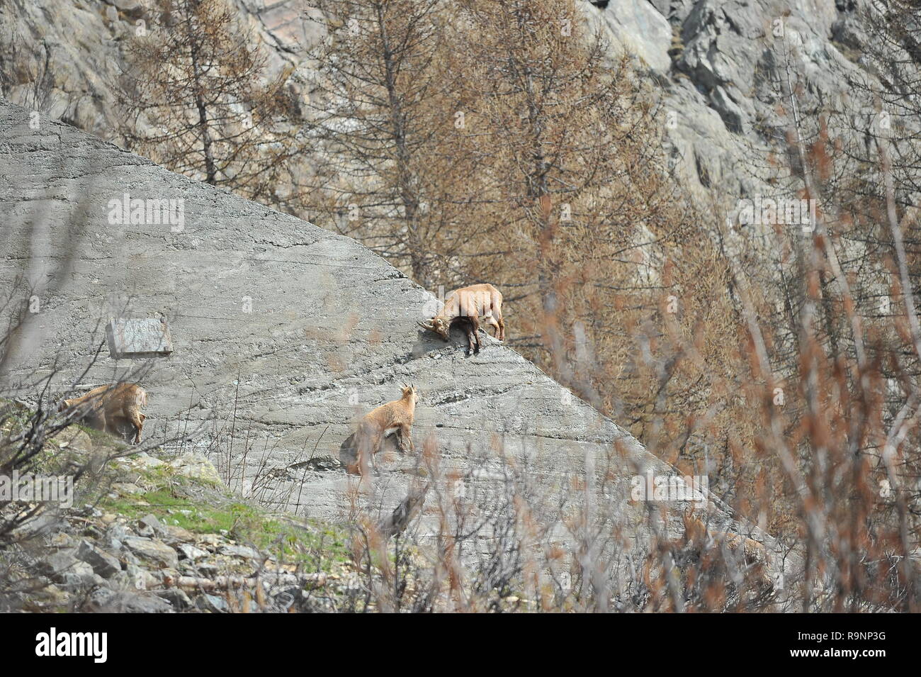 Alpine ibex rock climber Stock Photo - Alamy