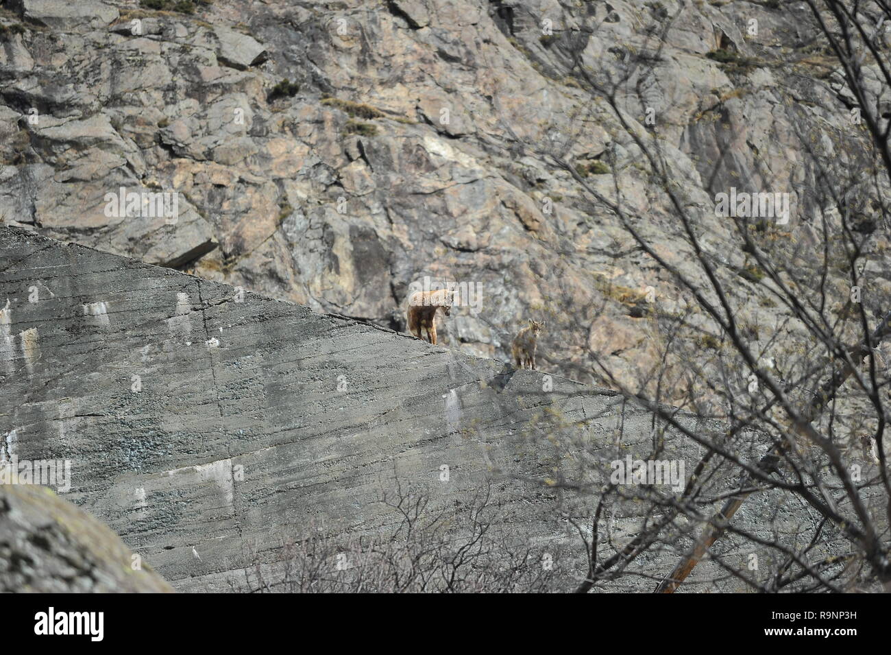 Alpine ibex rock climber Stock Photo - Alamy