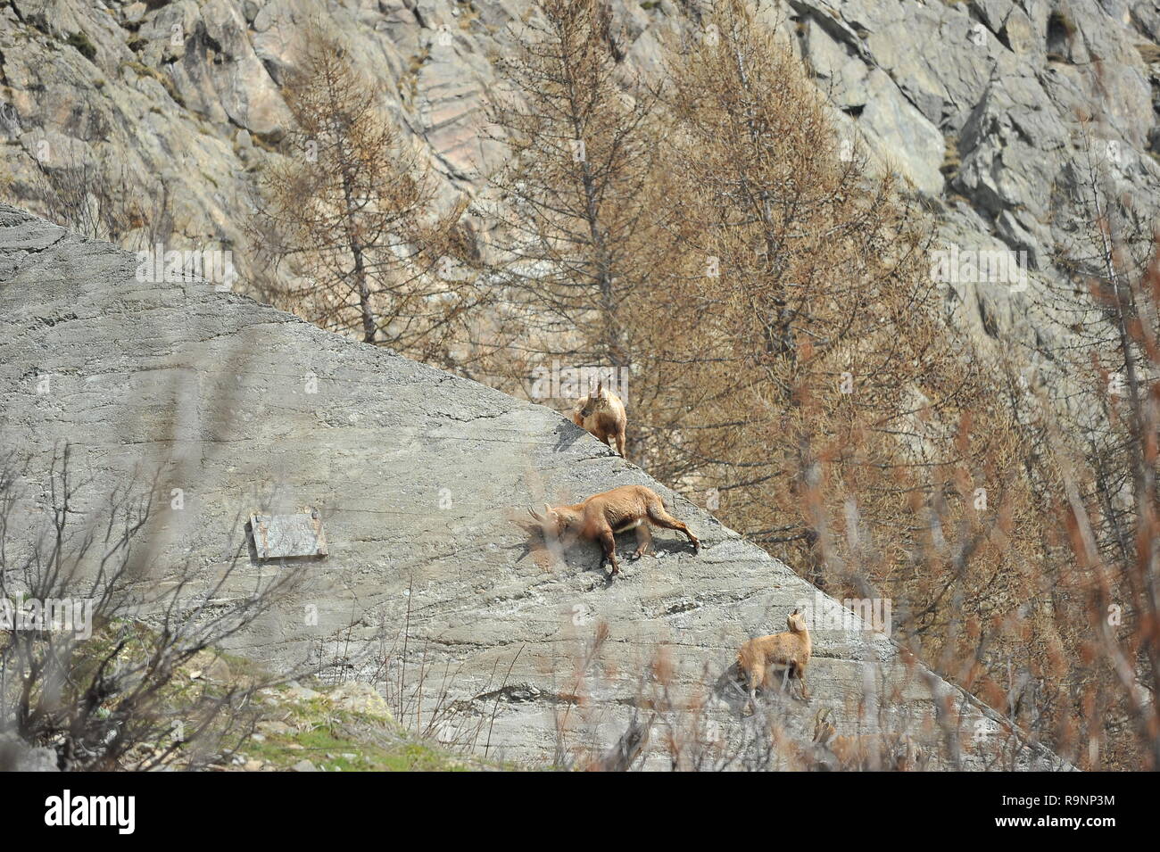 Alpine ibex rock climber Stock Photo - Alamy