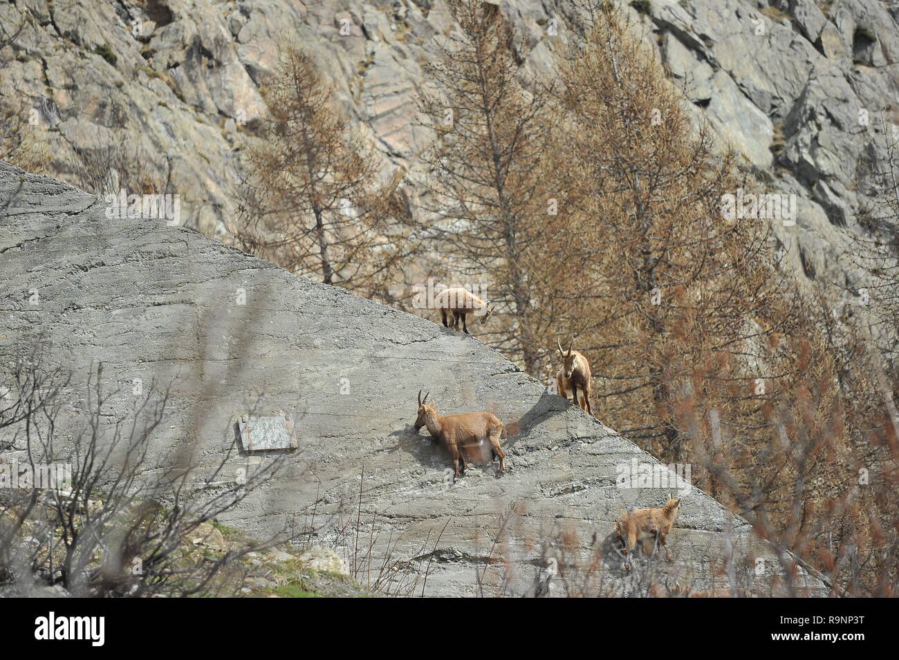 Alpine ibex rock climber Stock Photo - Alamy