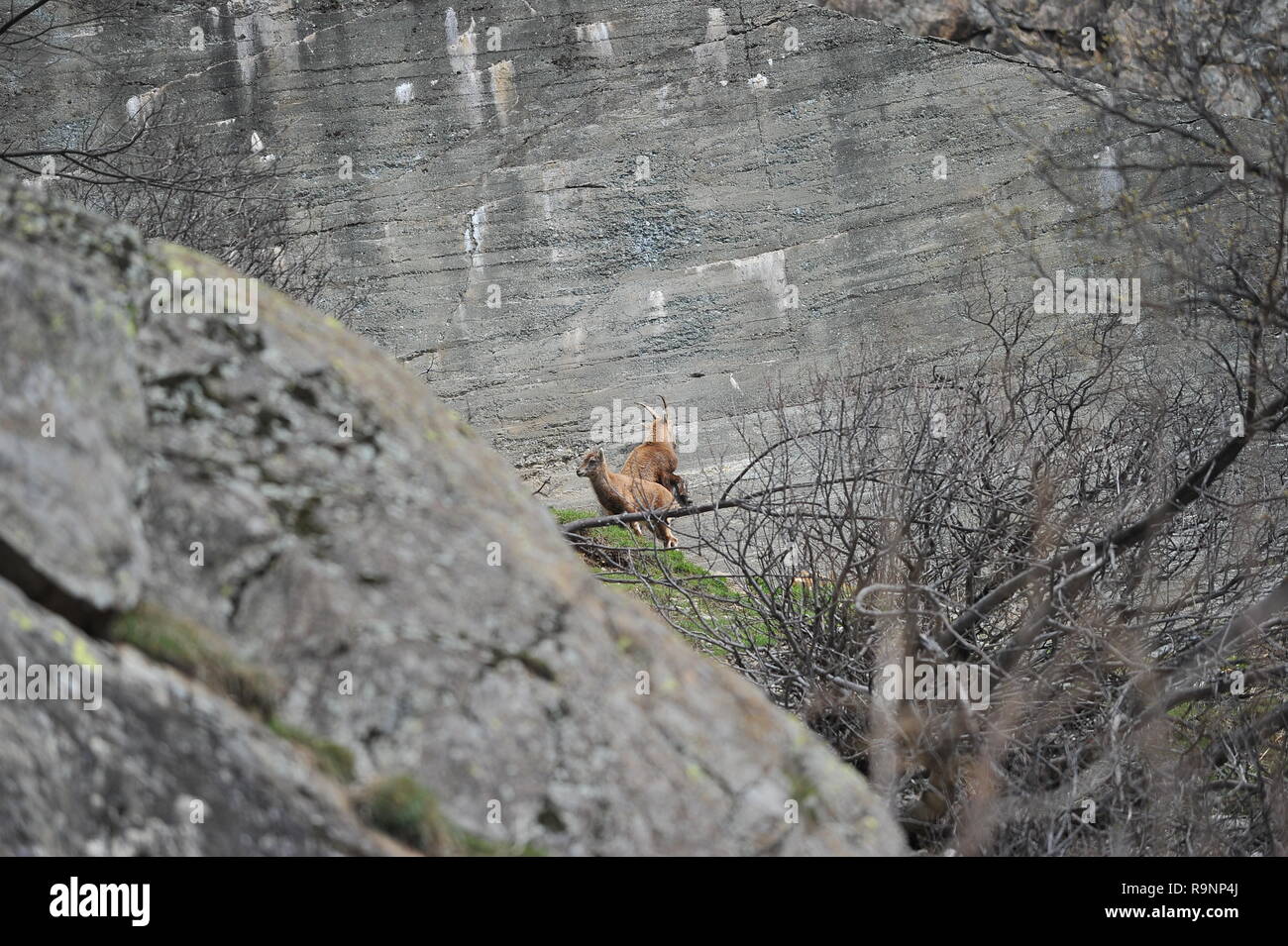 Alpine ibex rock climber Stock Photo - Alamy