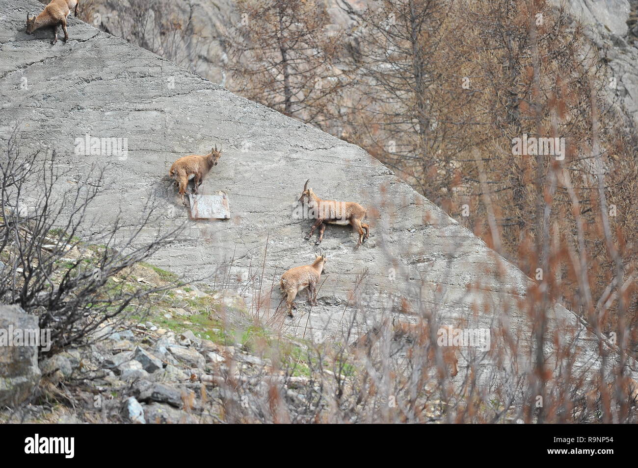 Alpine ibex rock climber Stock Photo - Alamy