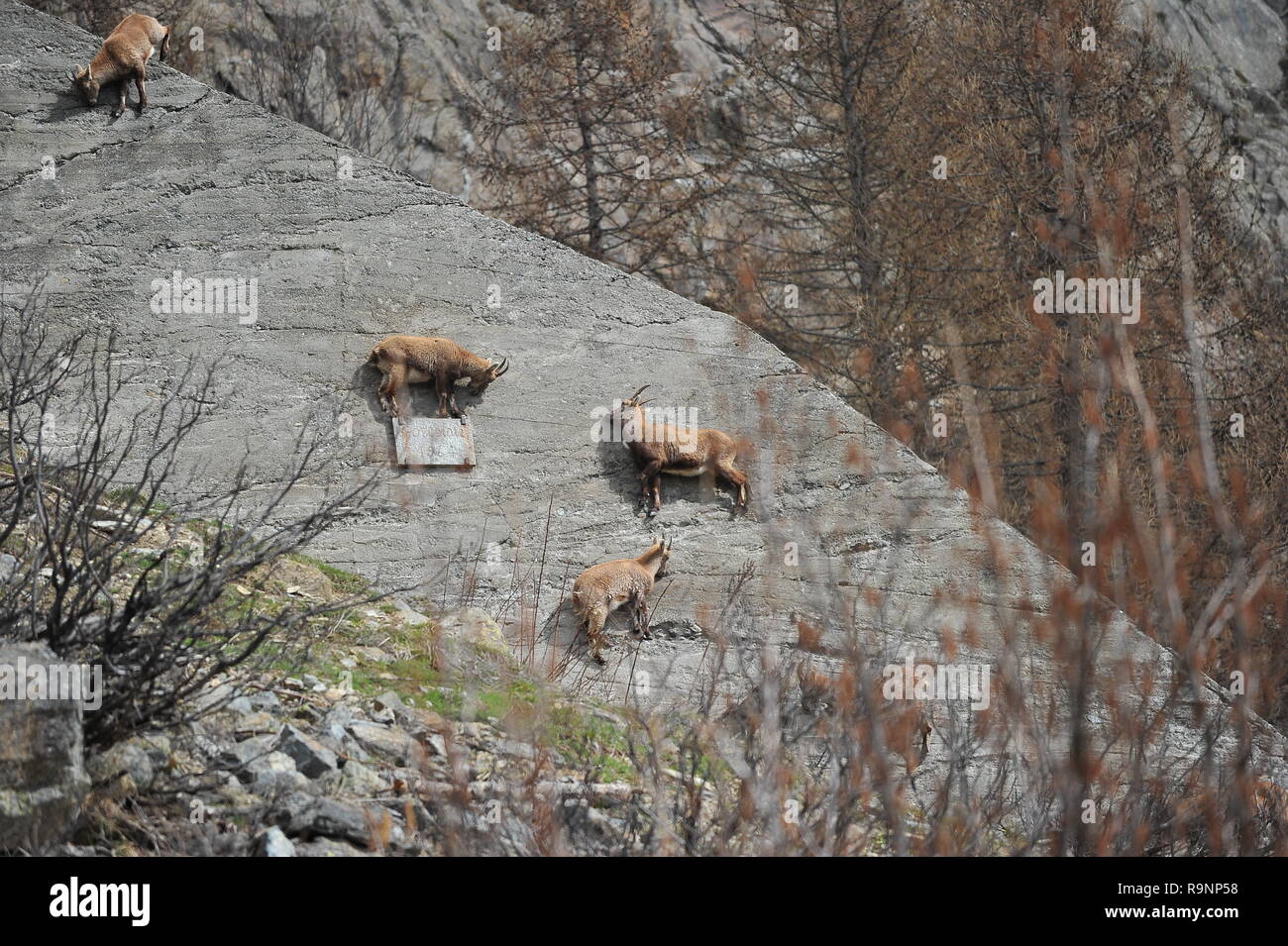 Alpine ibex rock climber Stock Photo - Alamy