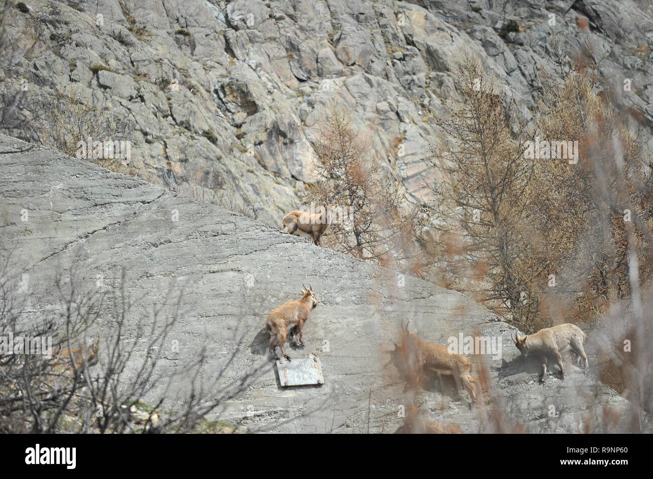 Alpine ibex rock climber Stock Photo - Alamy