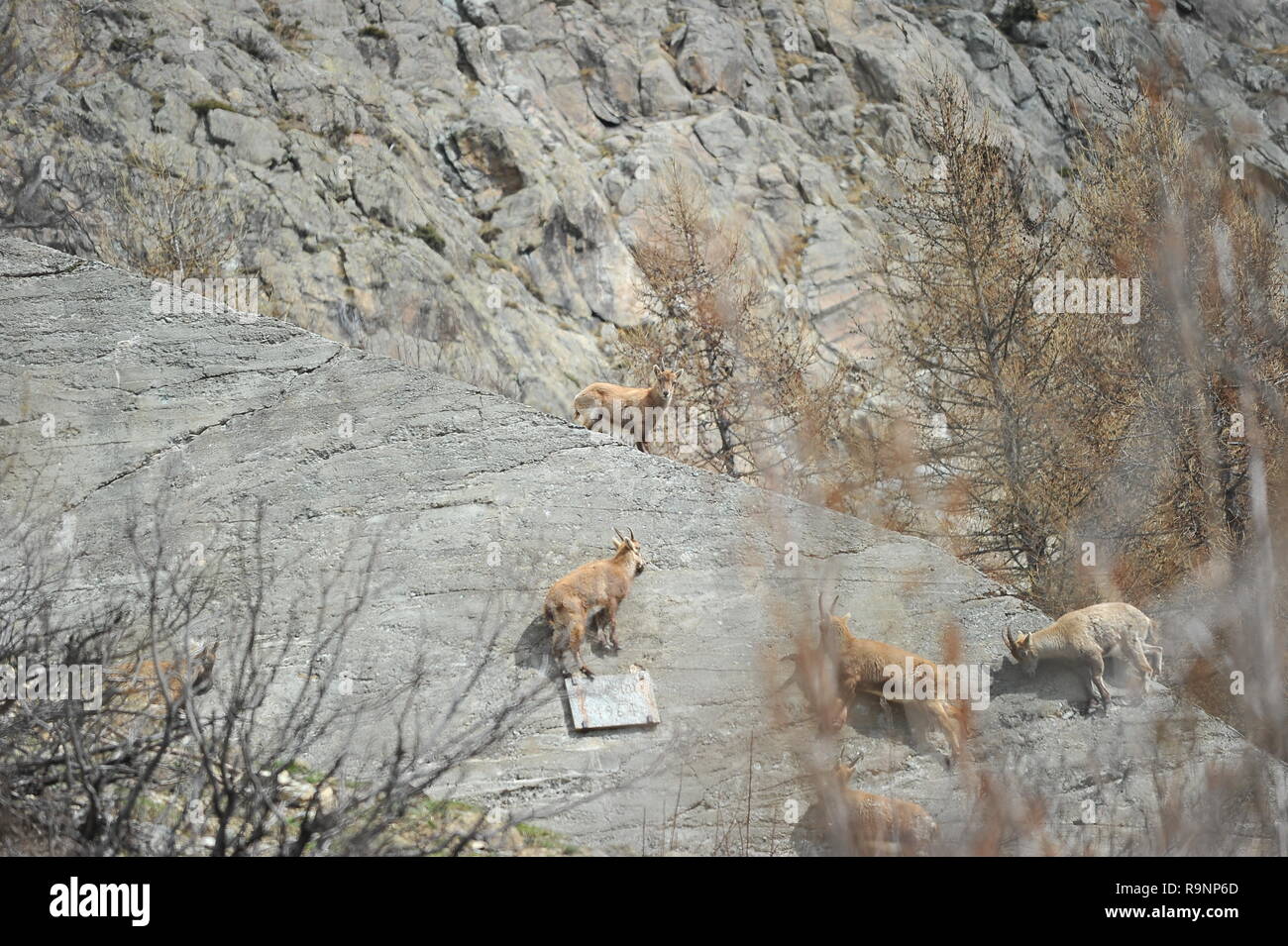 Alpine ibex rock climber Stock Photo - Alamy