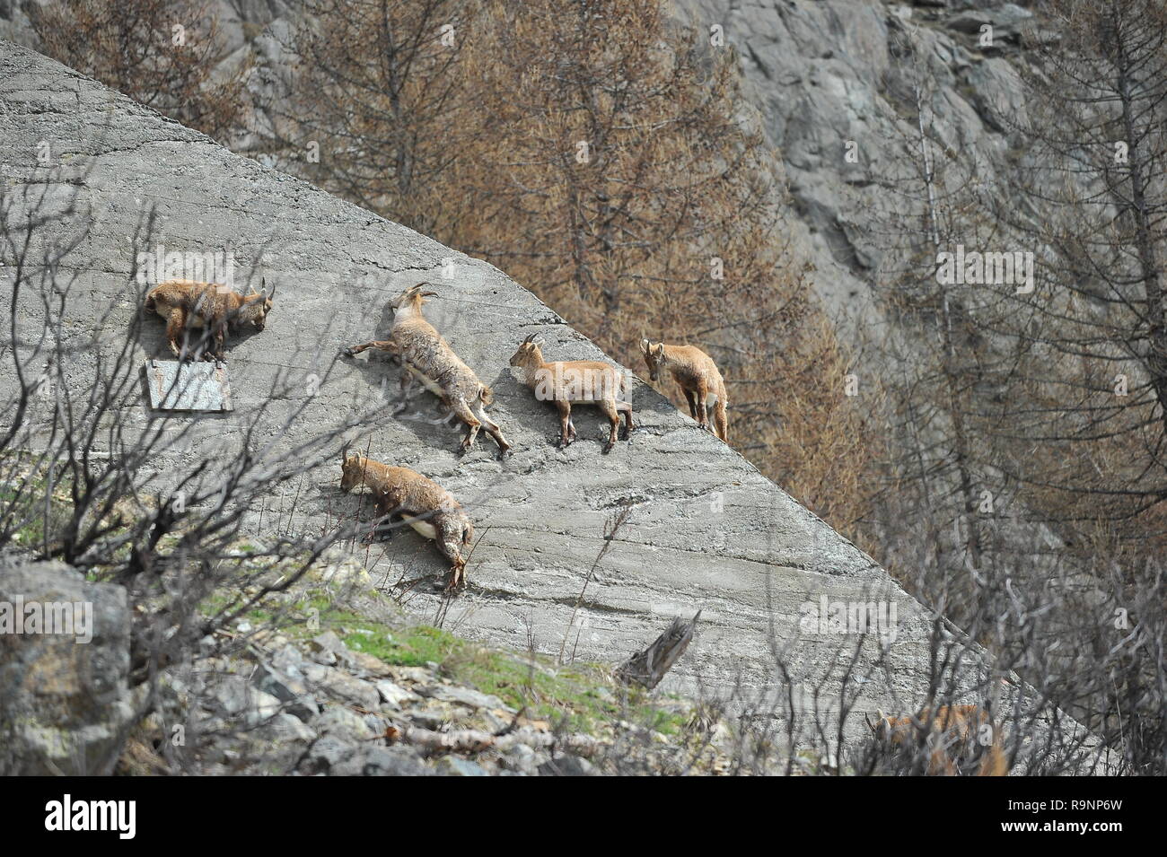 Alpine ibex rock climber Stock Photo - Alamy