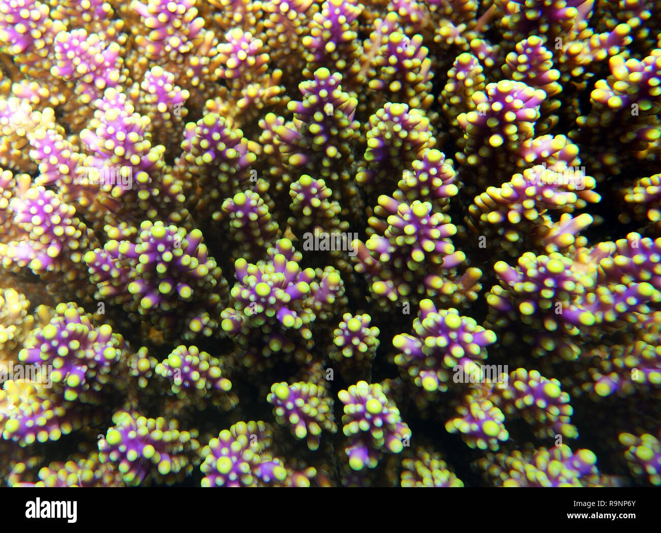 Purple and yellow bushy Acropora coral, Great Barrier Reef, Queensland ...
