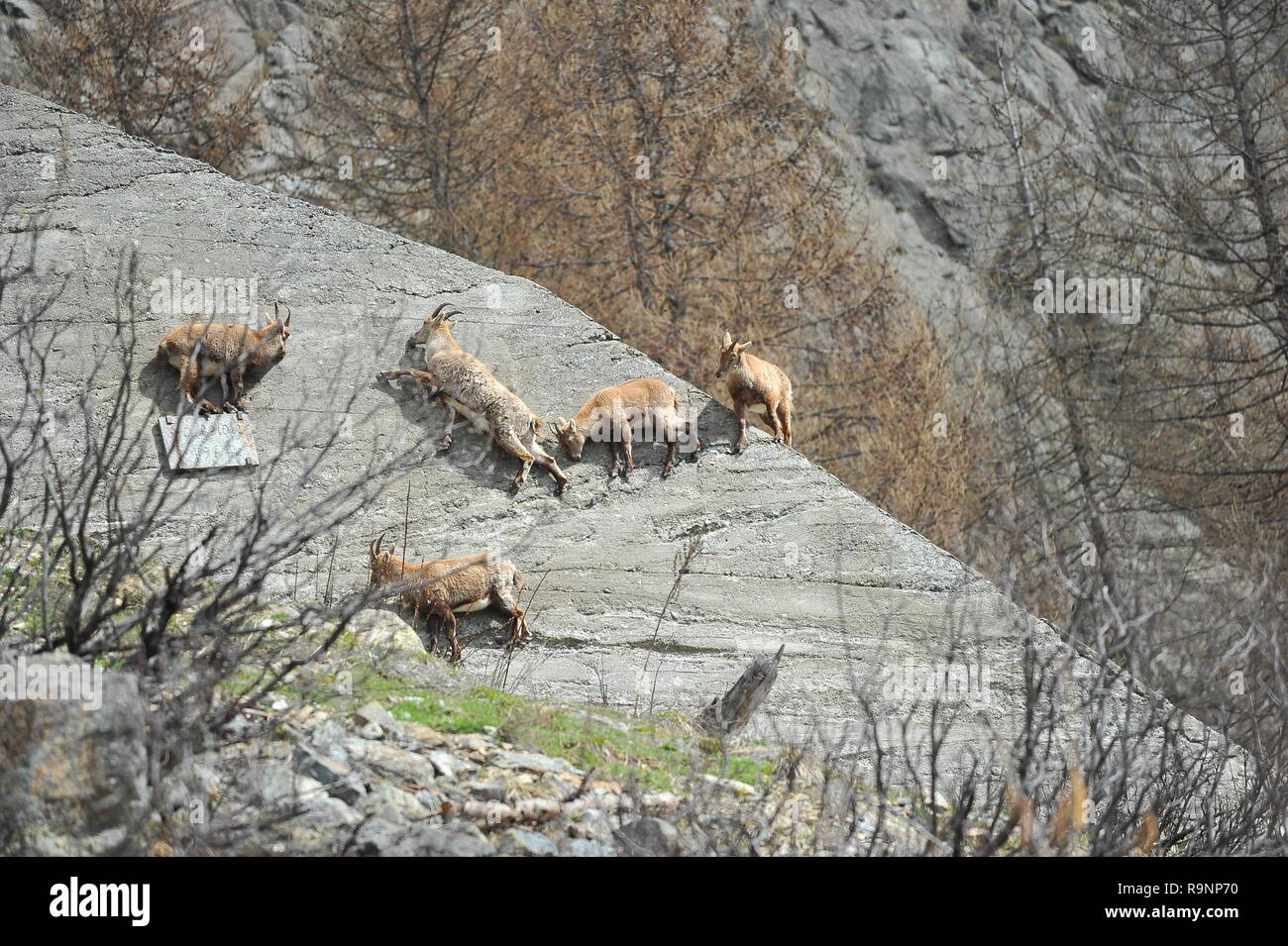 Alpine ibex rock climber Stock Photo - Alamy
