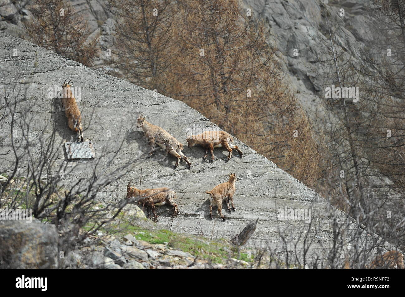Alpine ibex rock climber Stock Photo - Alamy