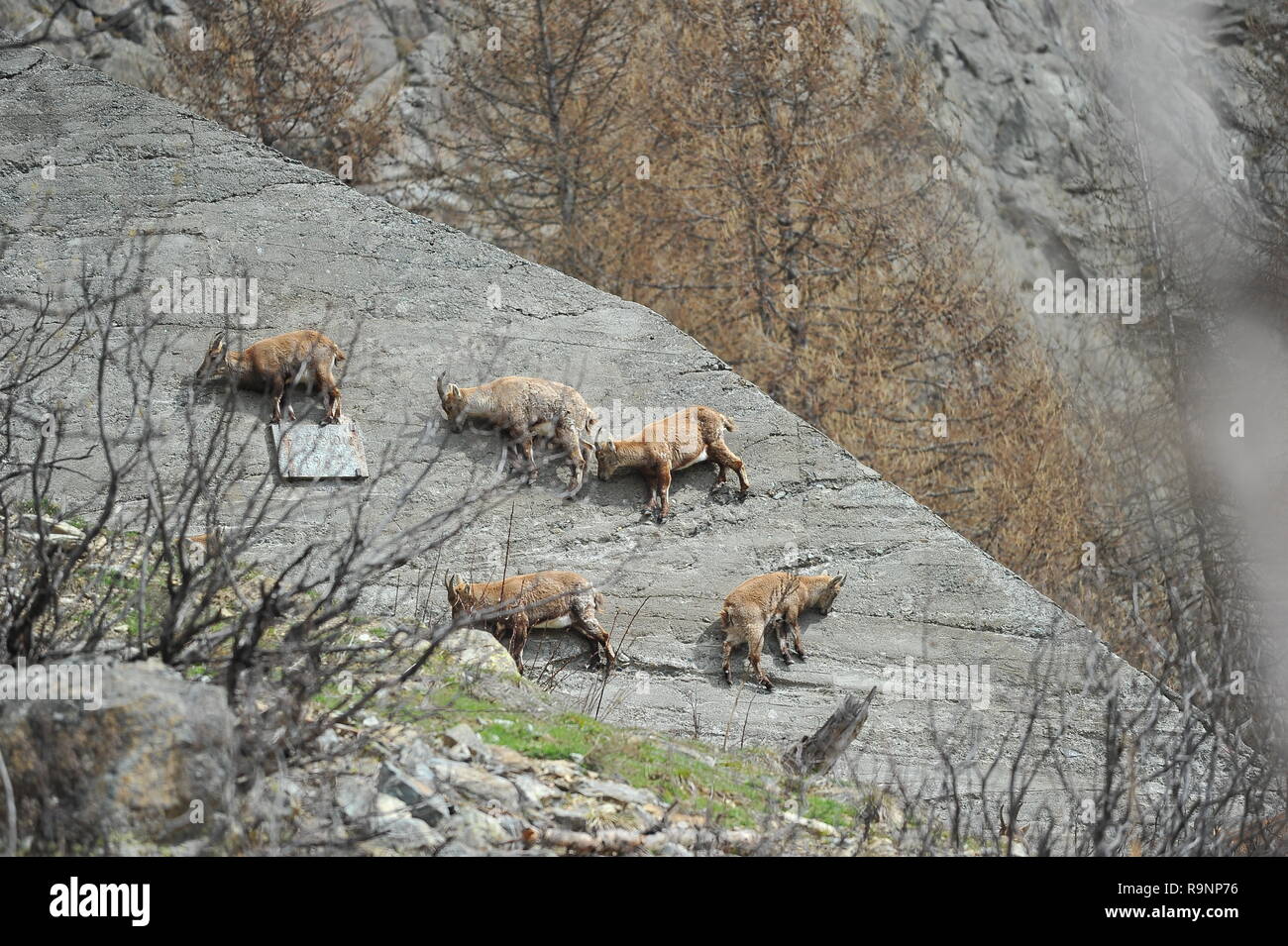 Alpine ibex rock climber Stock Photo - Alamy