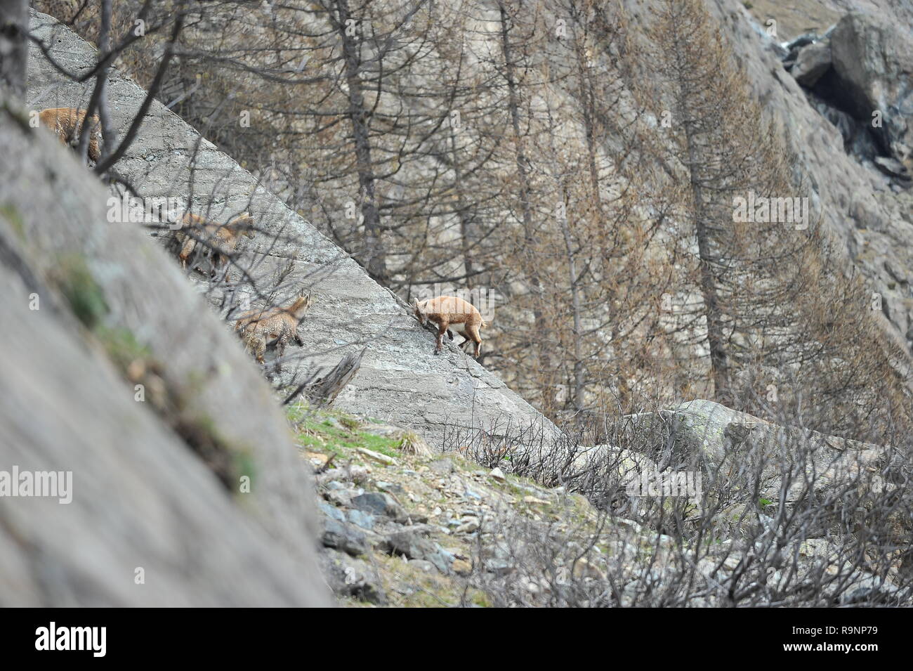 Alpine ibex rock climber Stock Photo - Alamy