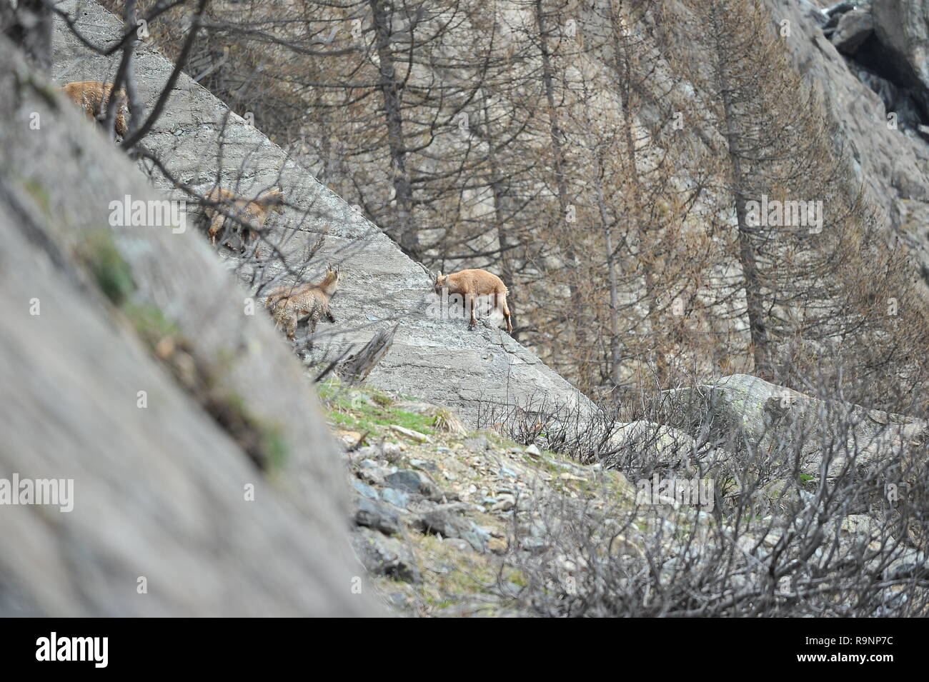 Alpine ibex rock climber Stock Photo - Alamy