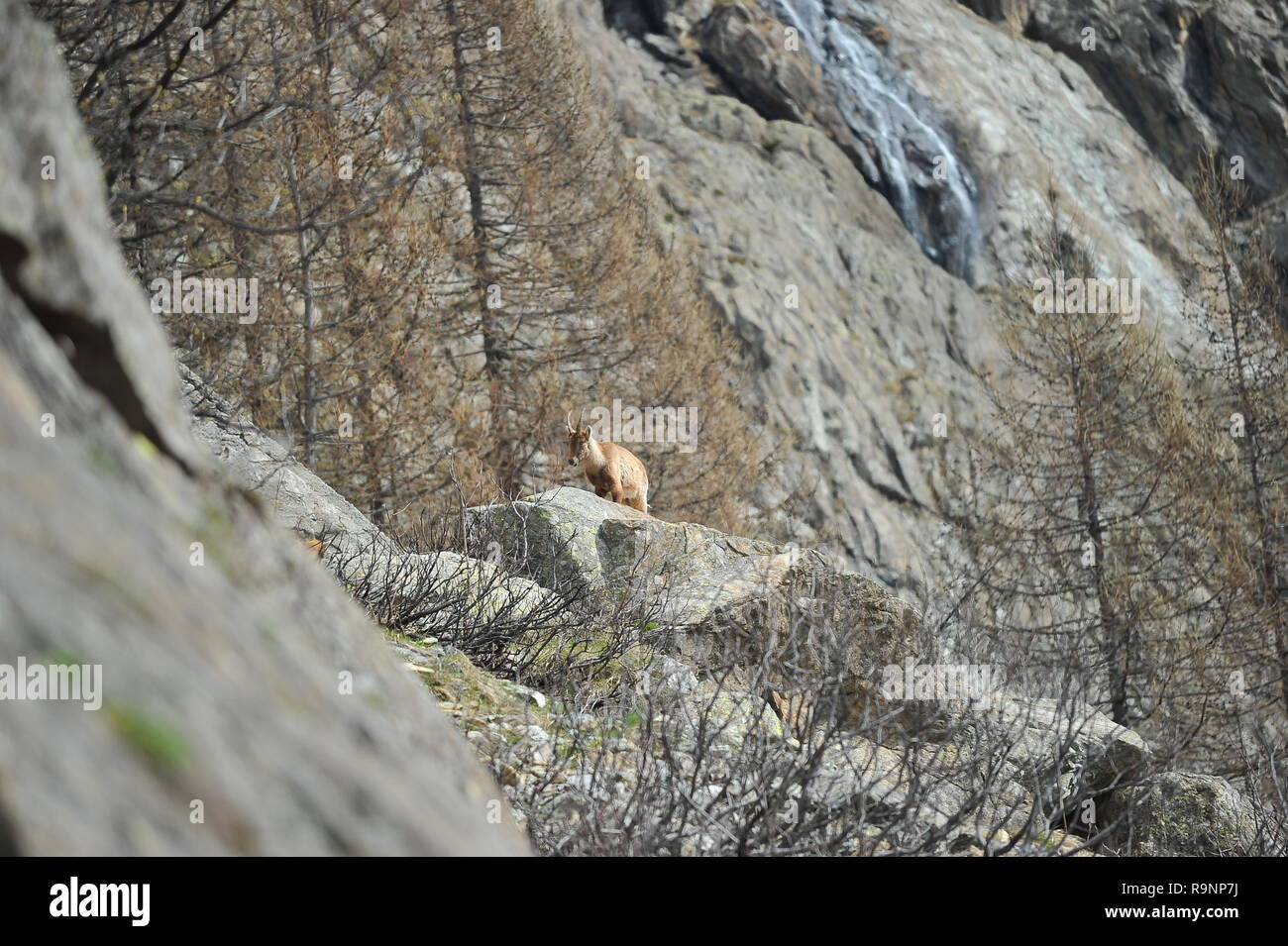 Alpine ibex rock climber Stock Photo - Alamy