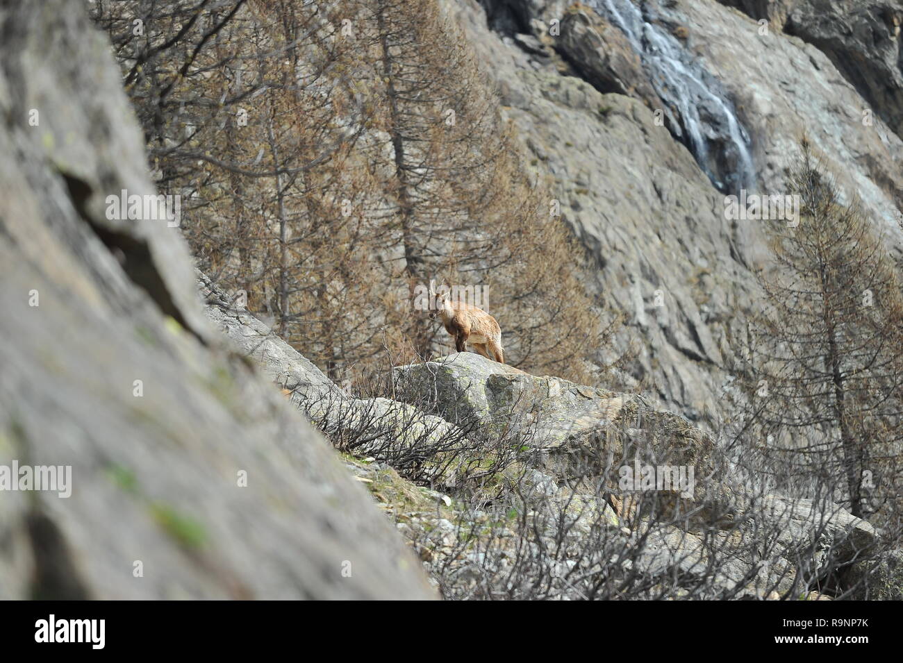 Alpine ibex rock climber Stock Photo - Alamy