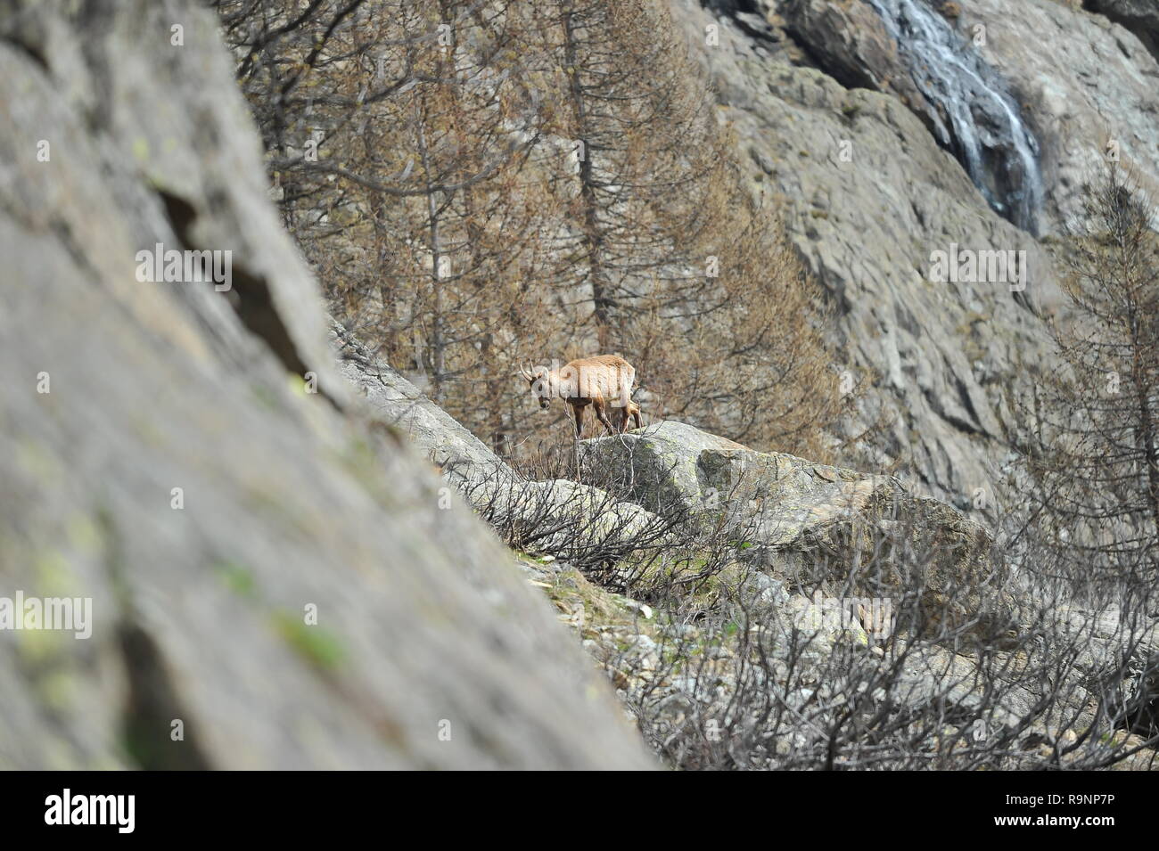 Alpine ibex rock climber Stock Photo - Alamy