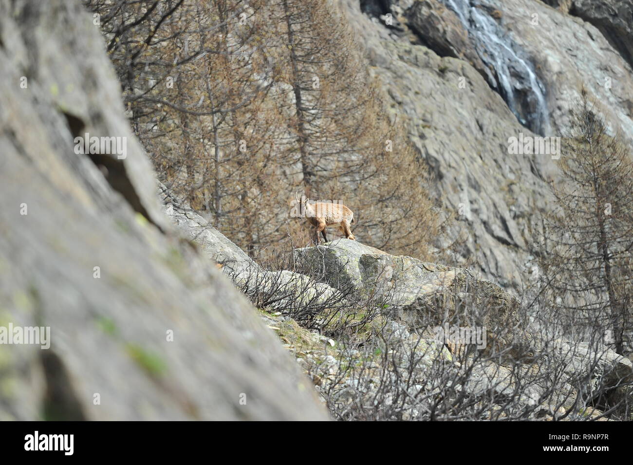 Alpine ibex rock climber Stock Photo - Alamy