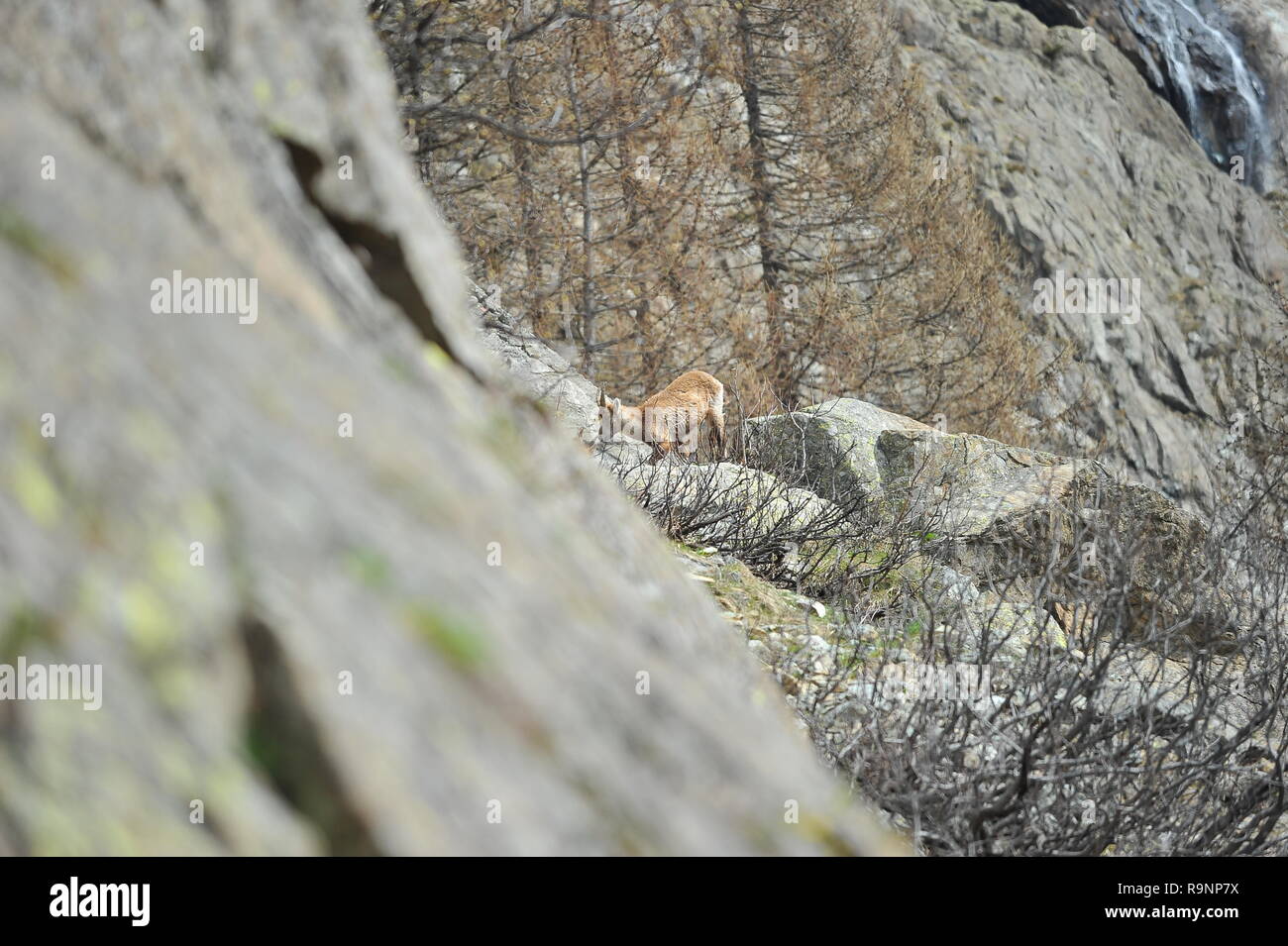 Alpine ibex rock climber Stock Photo - Alamy