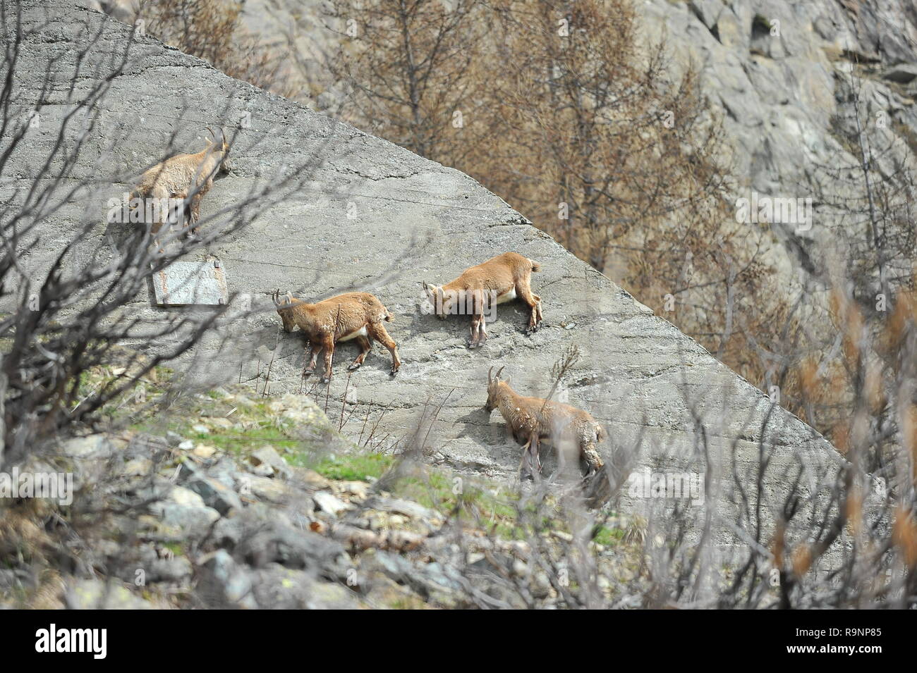 Alpine ibex rock climber Stock Photo - Alamy