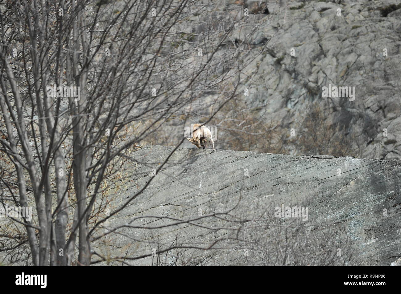 Alpine ibex rock climber Stock Photo - Alamy