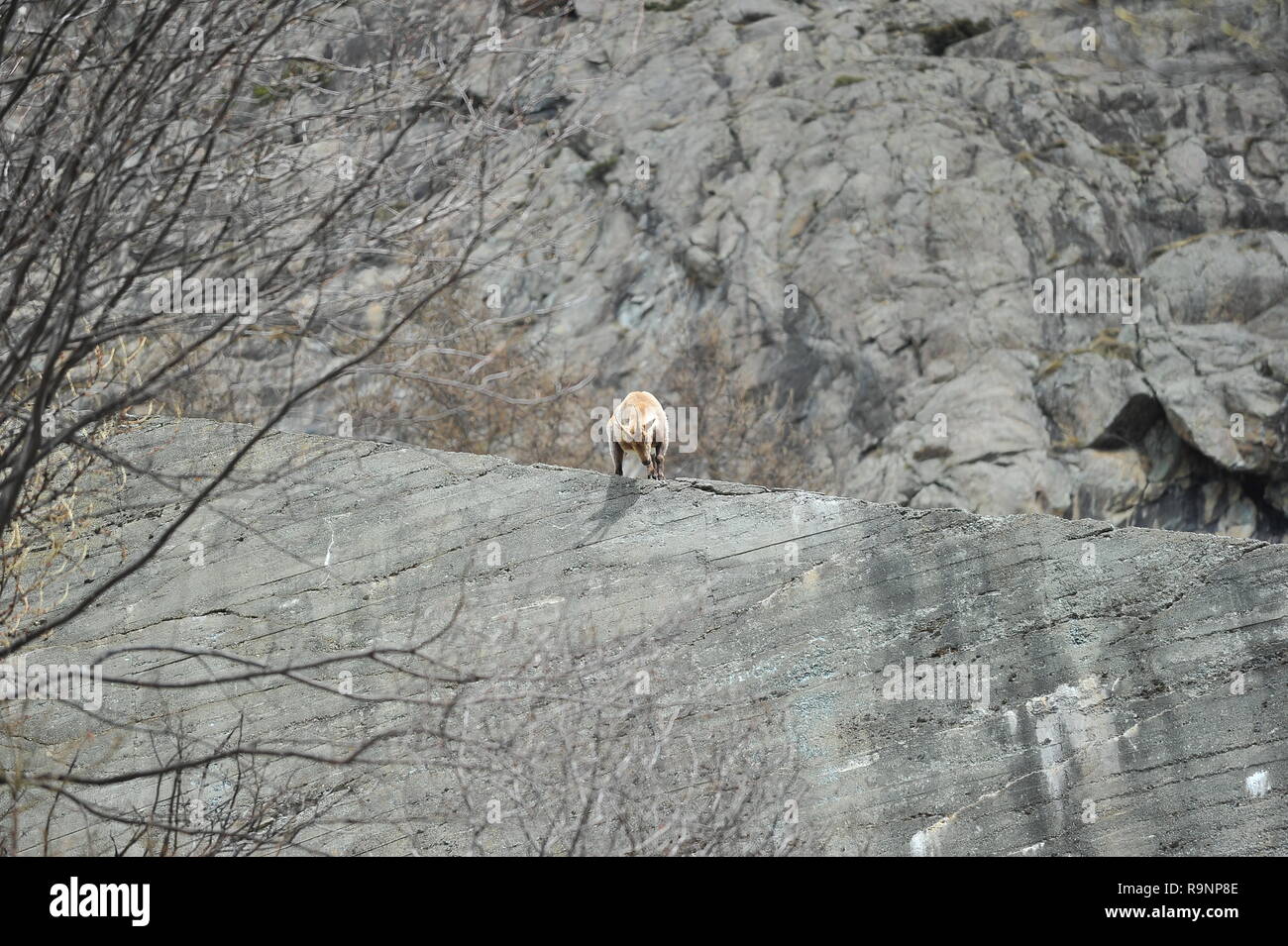 Alpine ibex rock climber Stock Photo - Alamy