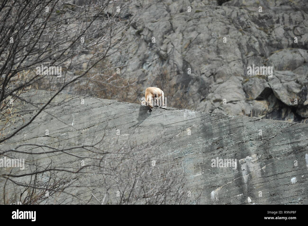 Alpine ibex rock climber Stock Photo - Alamy