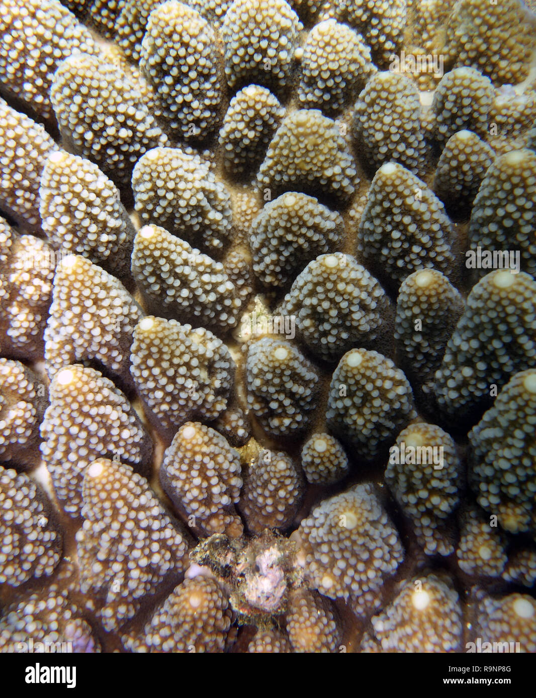 Detail of Acropora cora colony, Great Barrier Reef, Queensland ...
