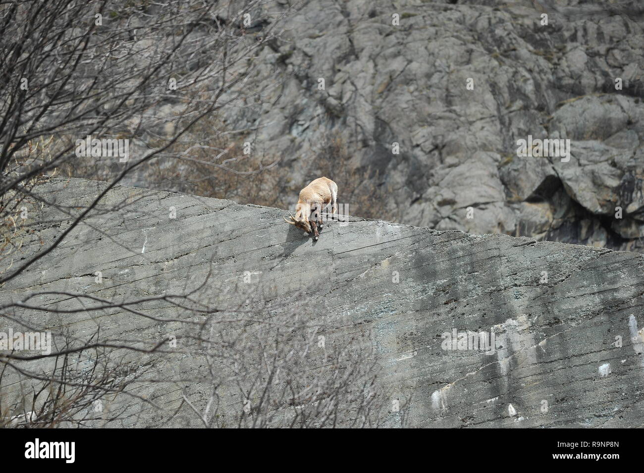 Alpine ibex rock climber Stock Photo - Alamy