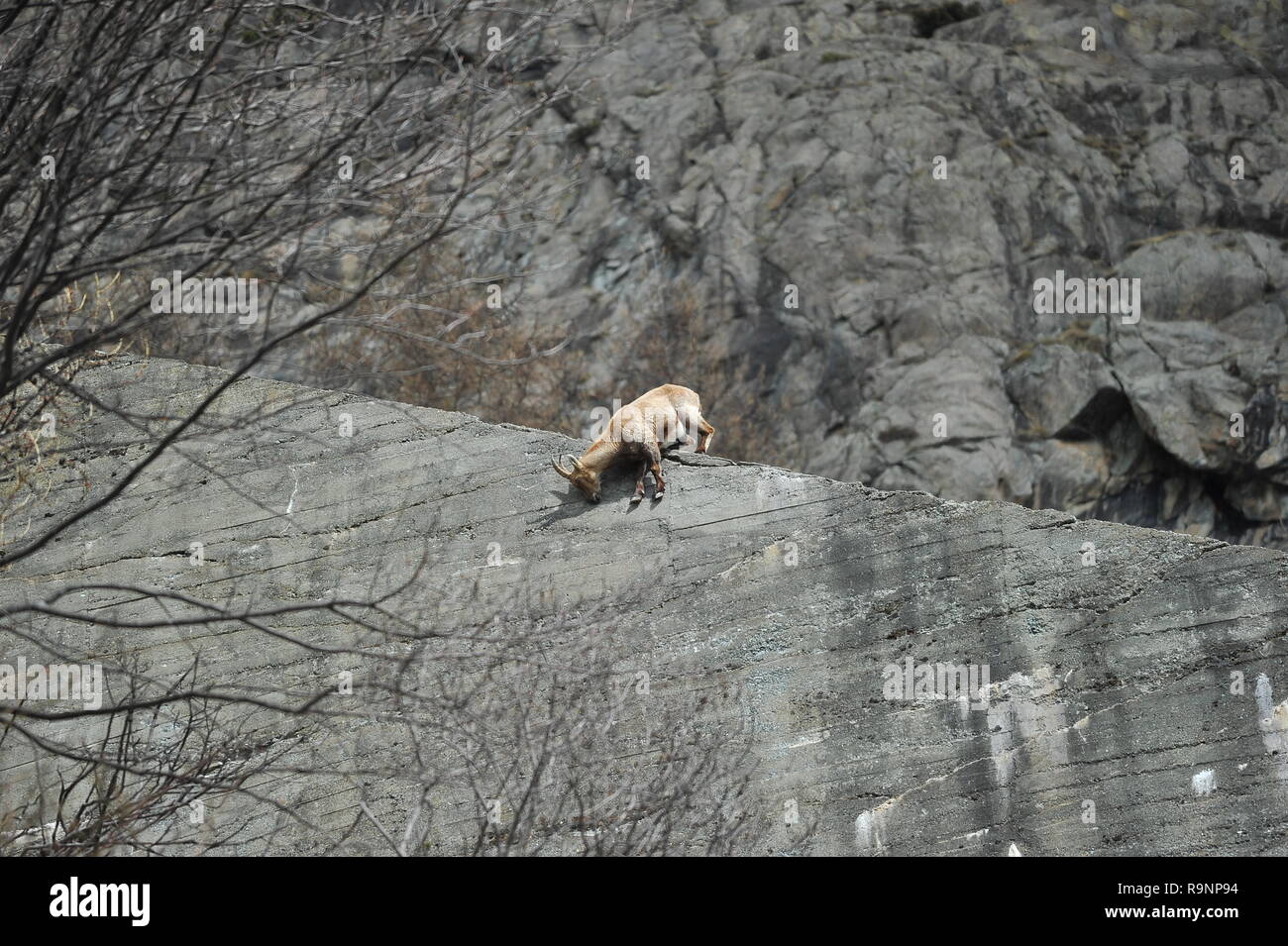 Alpine ibex rock climber Stock Photo - Alamy