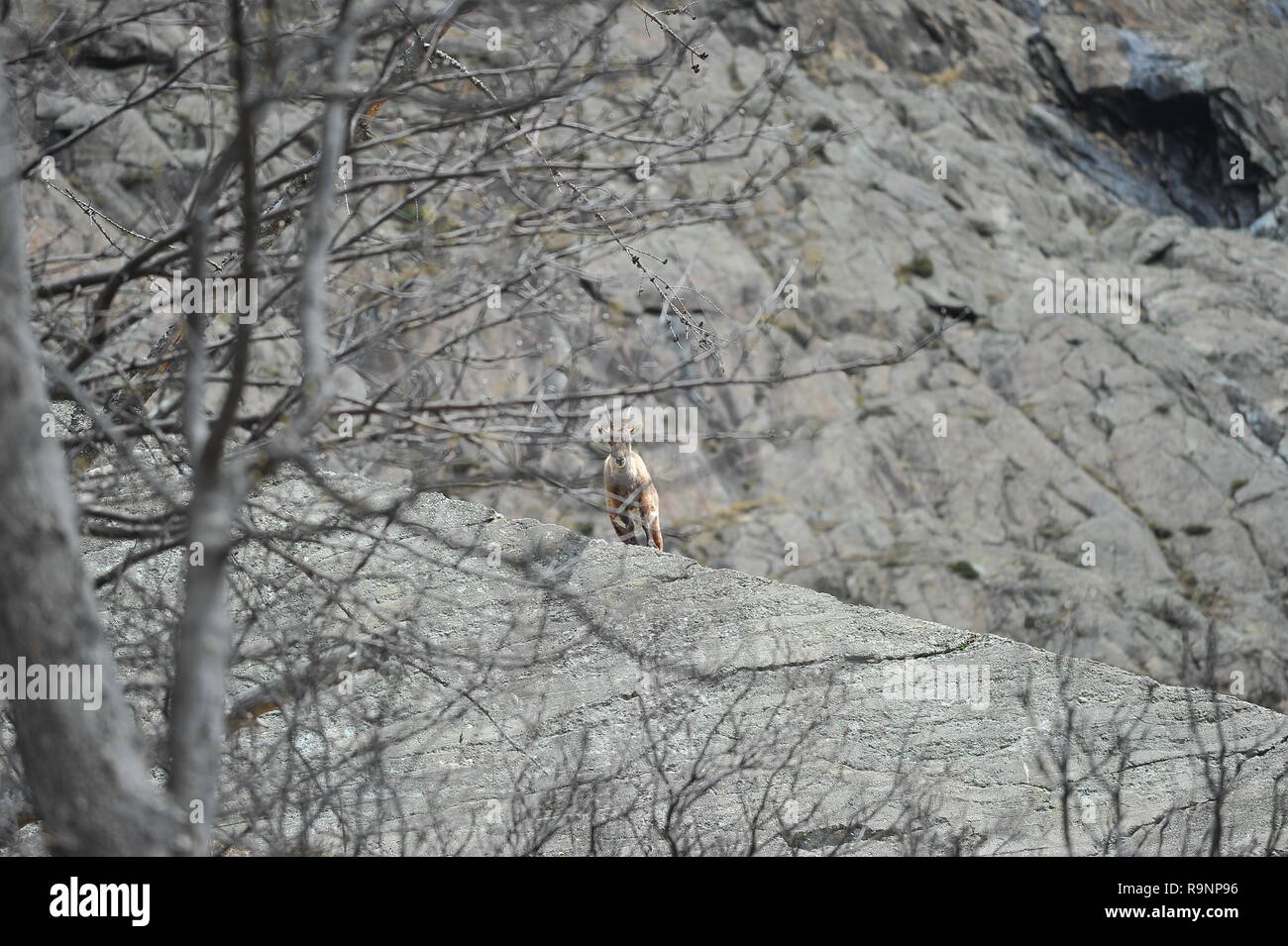 Alpine ibex rock climber Stock Photo - Alamy