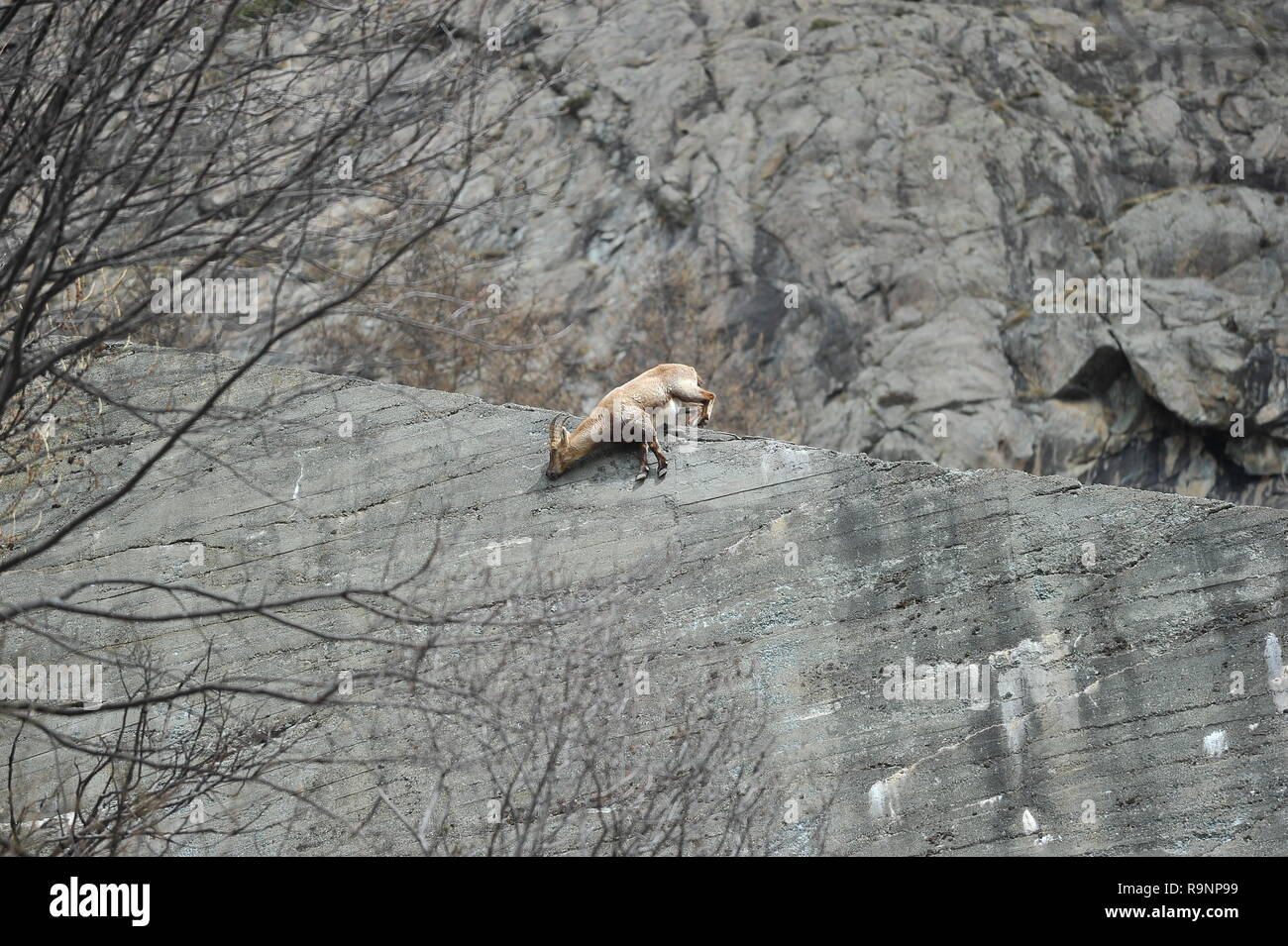 Alpine ibex rock climber Stock Photo - Alamy