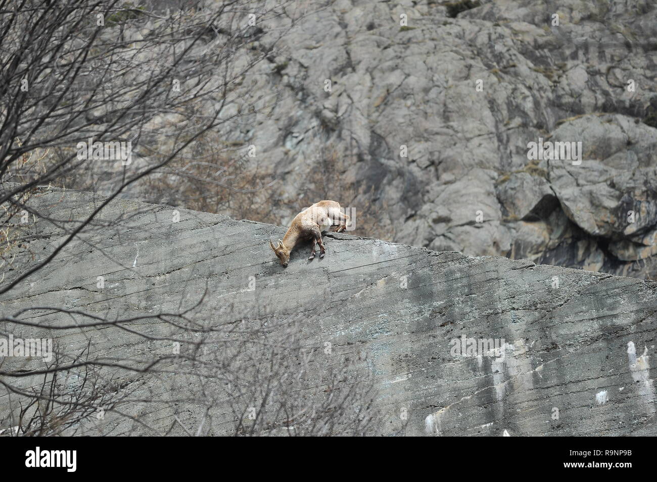 Alpine ibex rock climber Stock Photo - Alamy