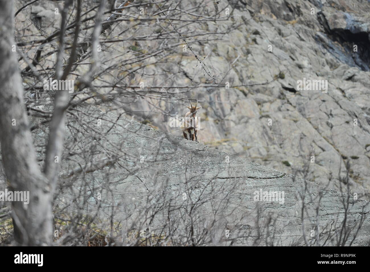 Alpine ibex rock climber Stock Photo - Alamy