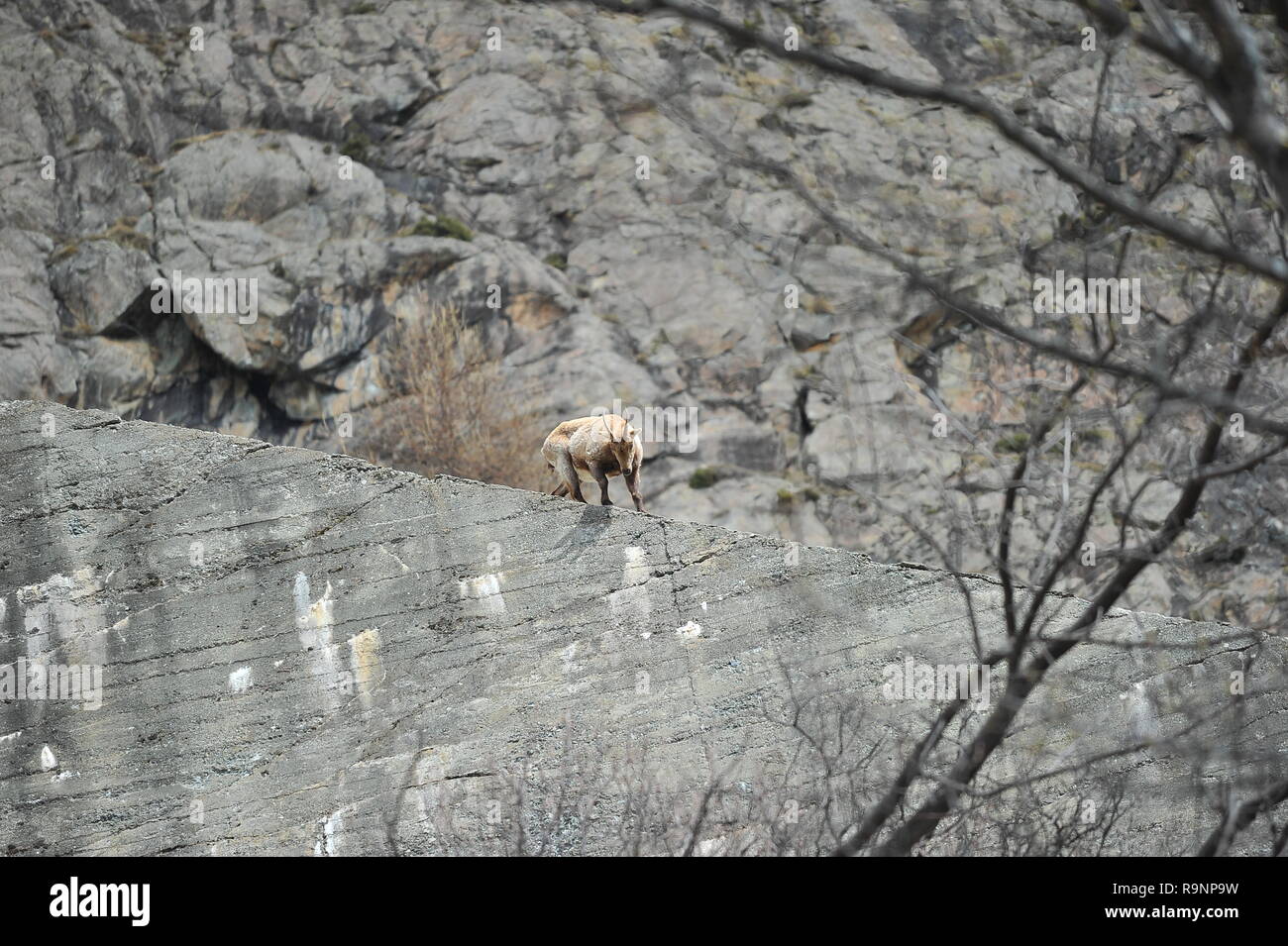 Alpine ibex rock climber Stock Photo - Alamy