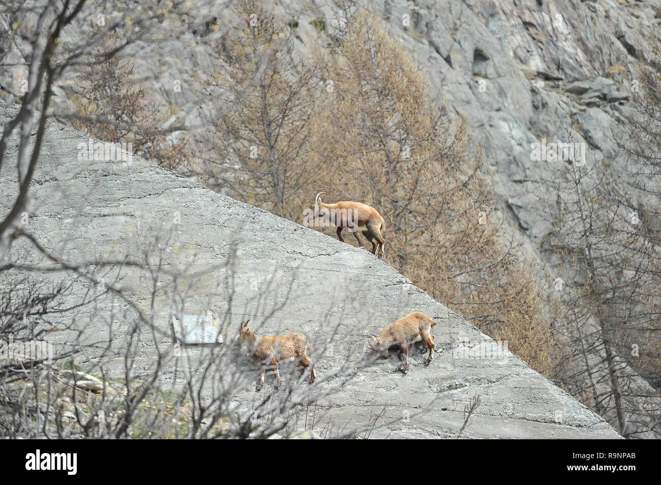 Alpine ibex rock climber Stock Photo - Alamy