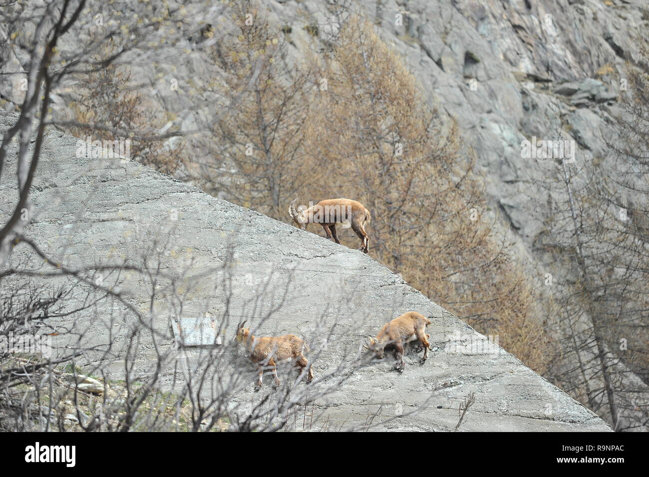 Alpine ibex rock climber Stock Photo - Alamy