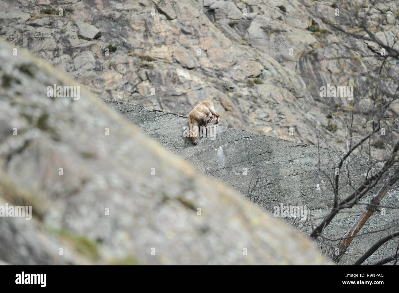 Alpine ibex rock climber Stock Photo - Alamy