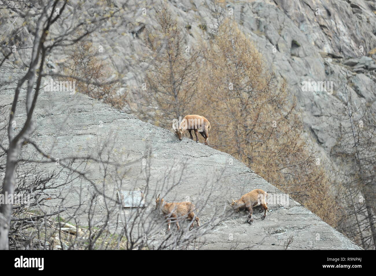 Alpine ibex rock climber Stock Photo - Alamy
