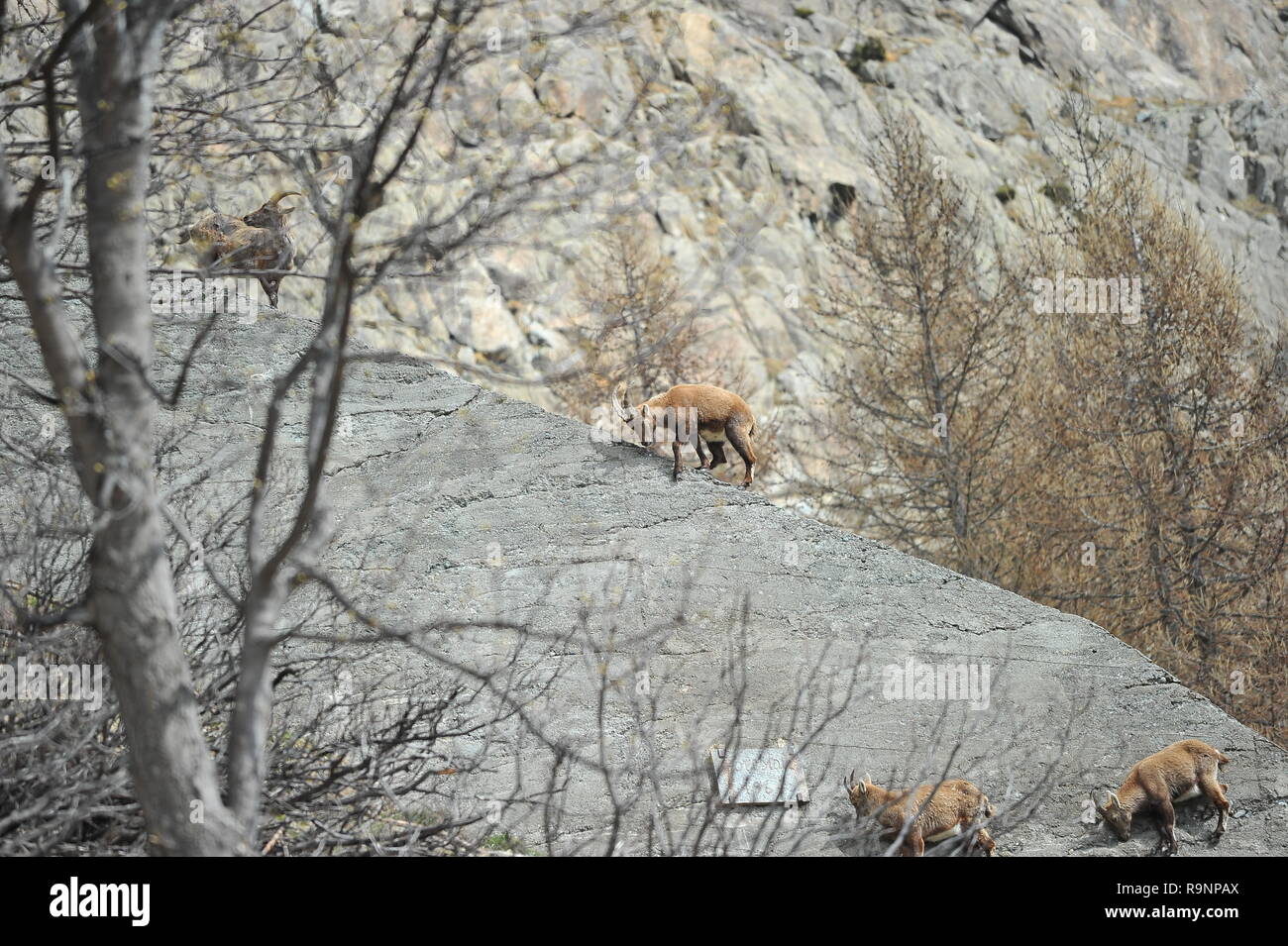 Alpine ibex rock climber Stock Photo - Alamy