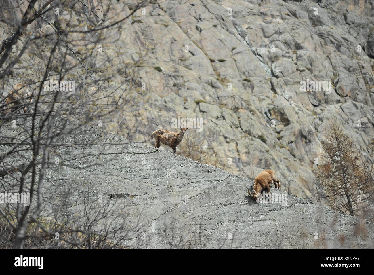 Alpine ibex rock climber Stock Photo - Alamy