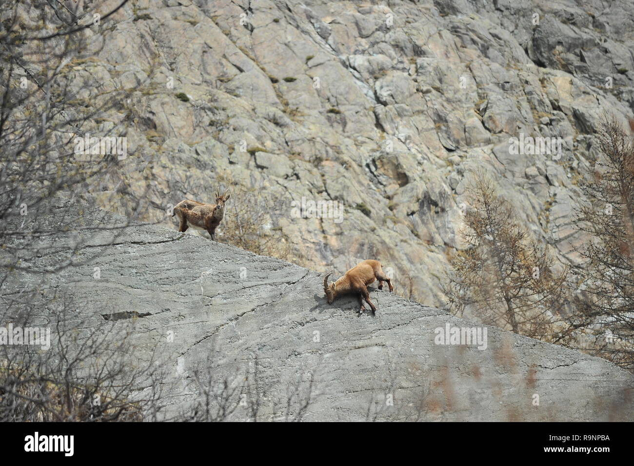 Alpine ibex rock climber Stock Photo - Alamy