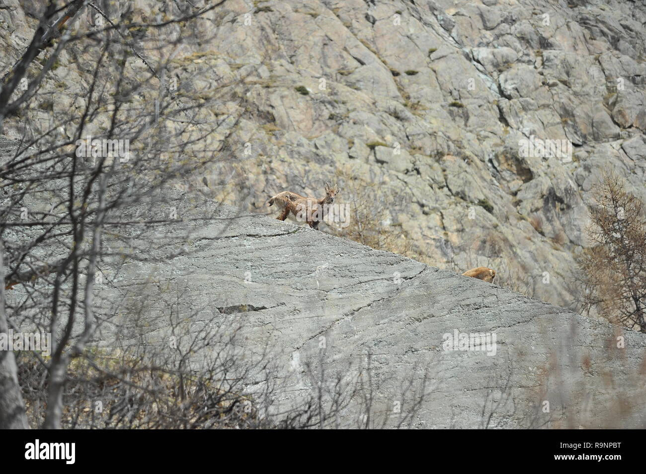 Alpine ibex rock climber Stock Photo - Alamy