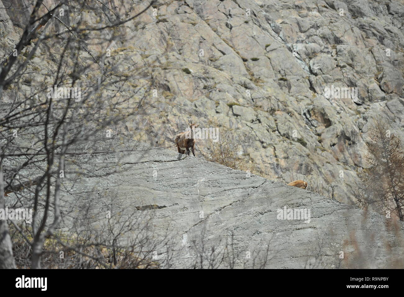 Alpine ibex rock climber Stock Photo - Alamy
