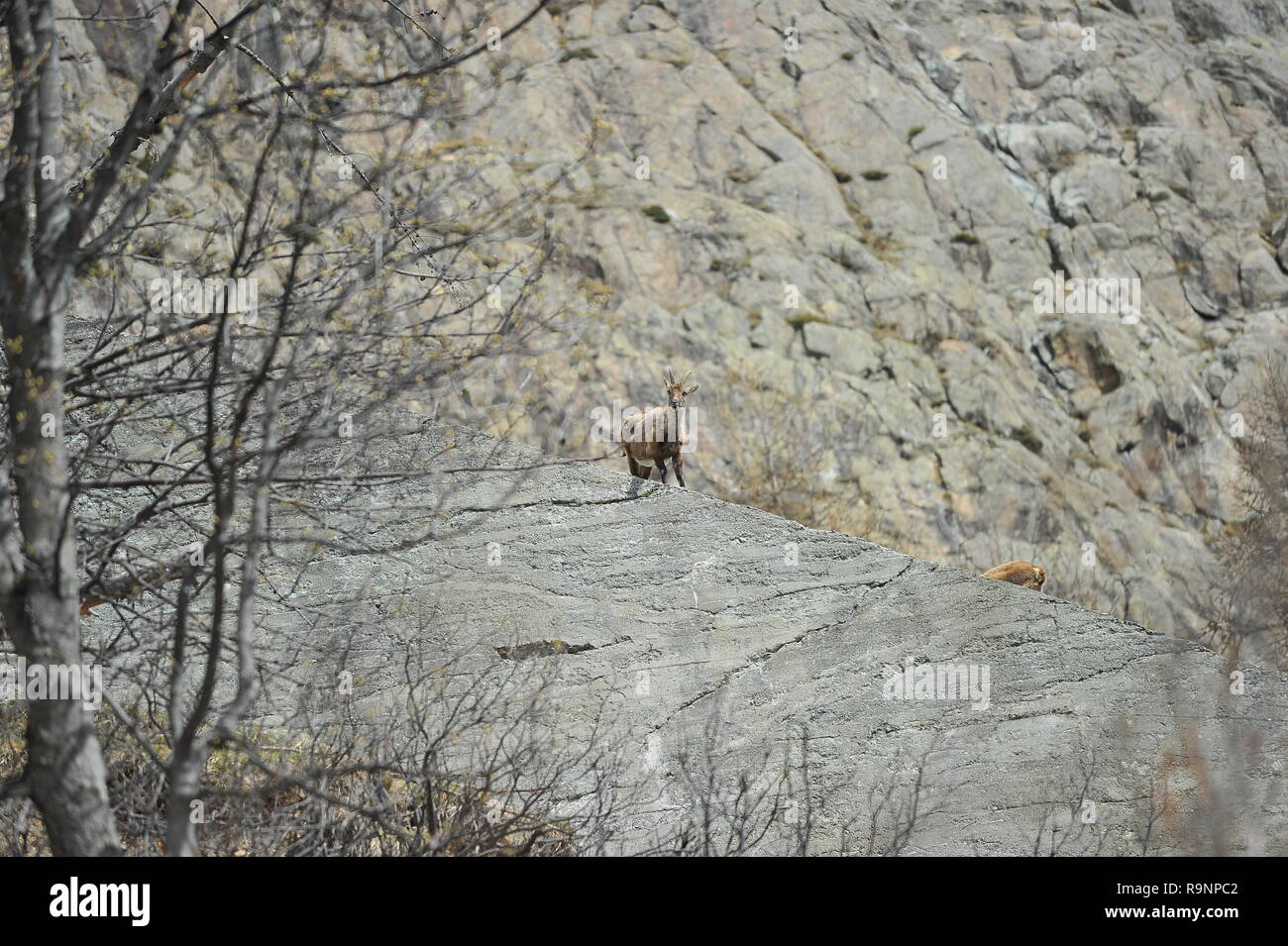 Alpine ibex rock climber Stock Photo - Alamy