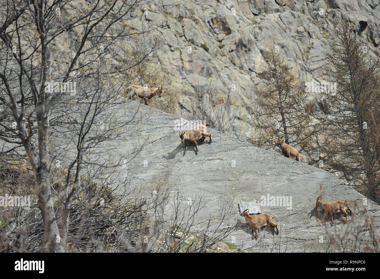 Alpine ibex rock climber Stock Photo - Alamy