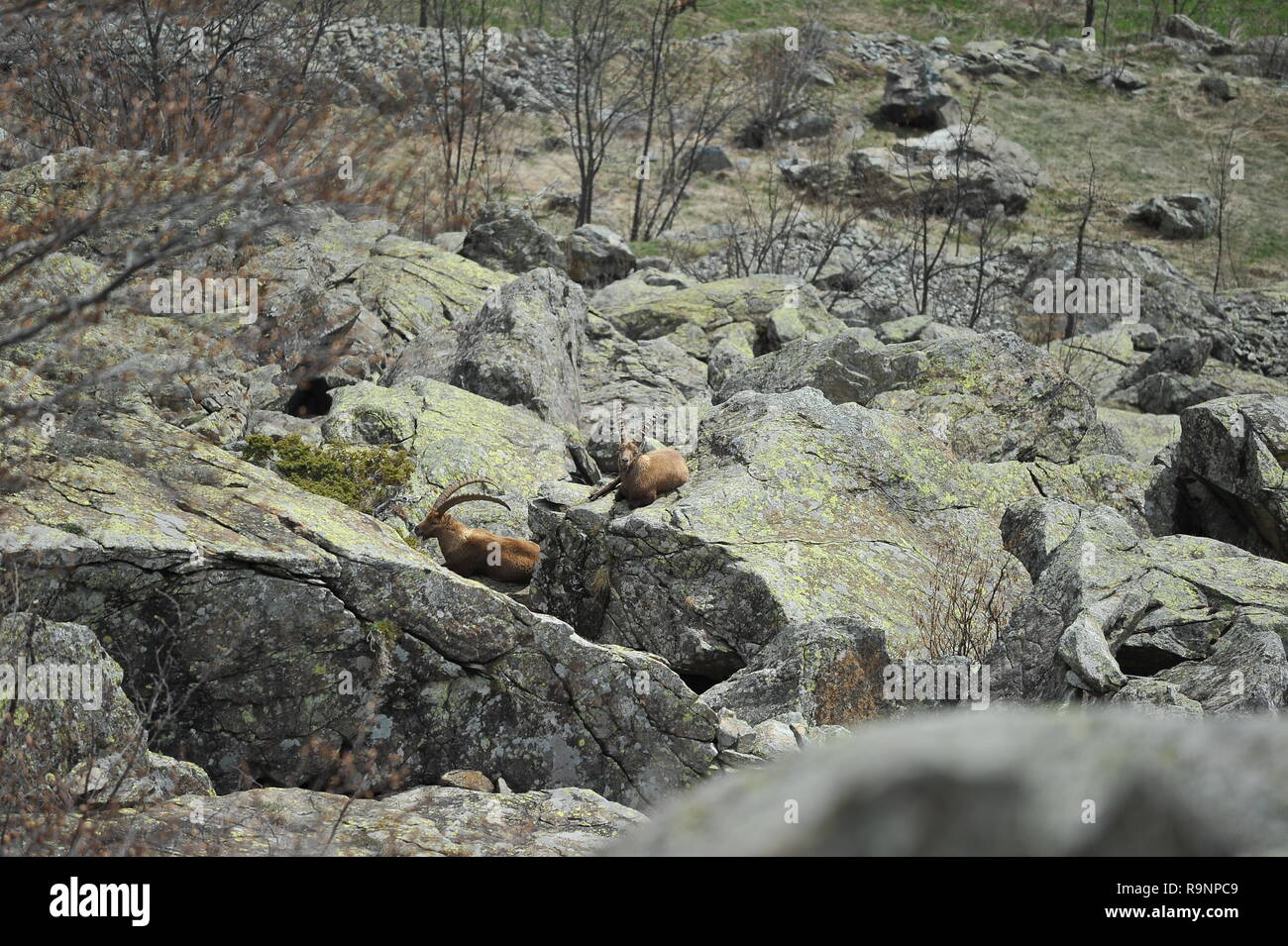 Alpine ibex rock climber Stock Photo - Alamy